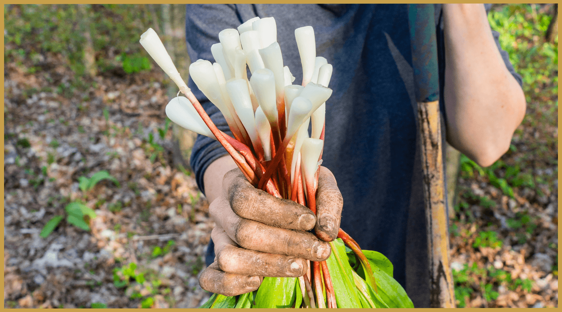 Get garlicky with 5 of Appalachia’s top ramps festivals. - Woodshed: An ...