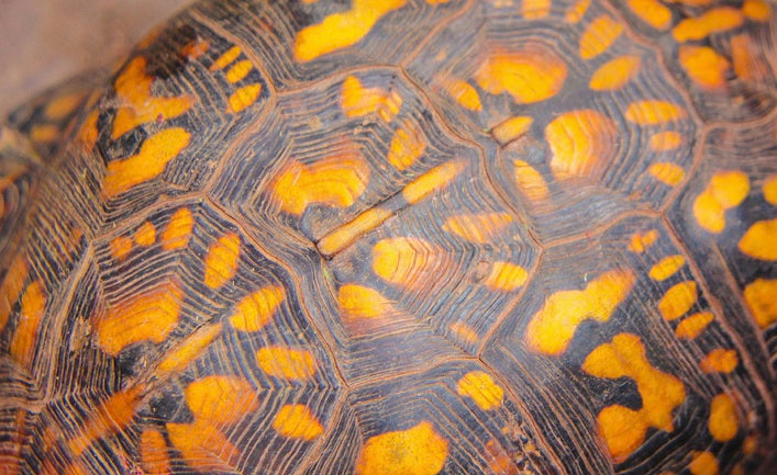 A Turtle Shell for Granny's Grave - Woodshed: An Appalachian Joint